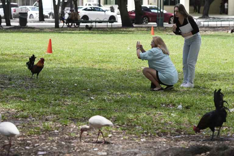 Wild chickens take over Miami while some embrace roosters as a cultural ...