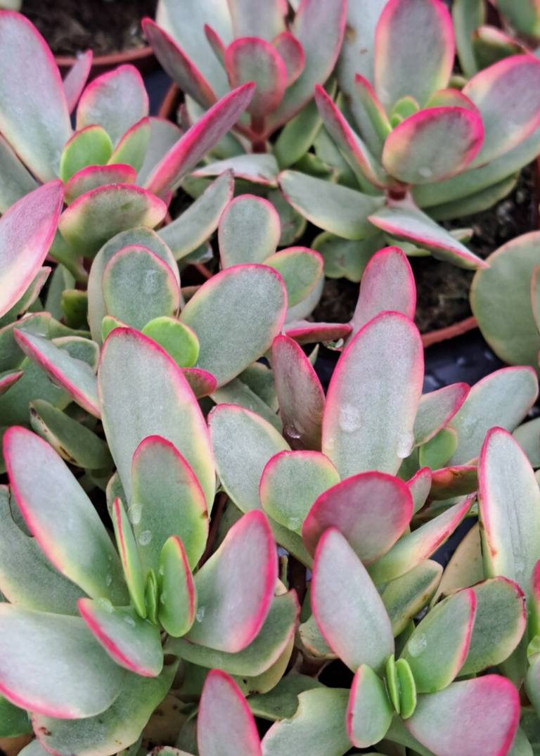 10 Types of Jade Plants That Will Bring Good Vibes to Any Room