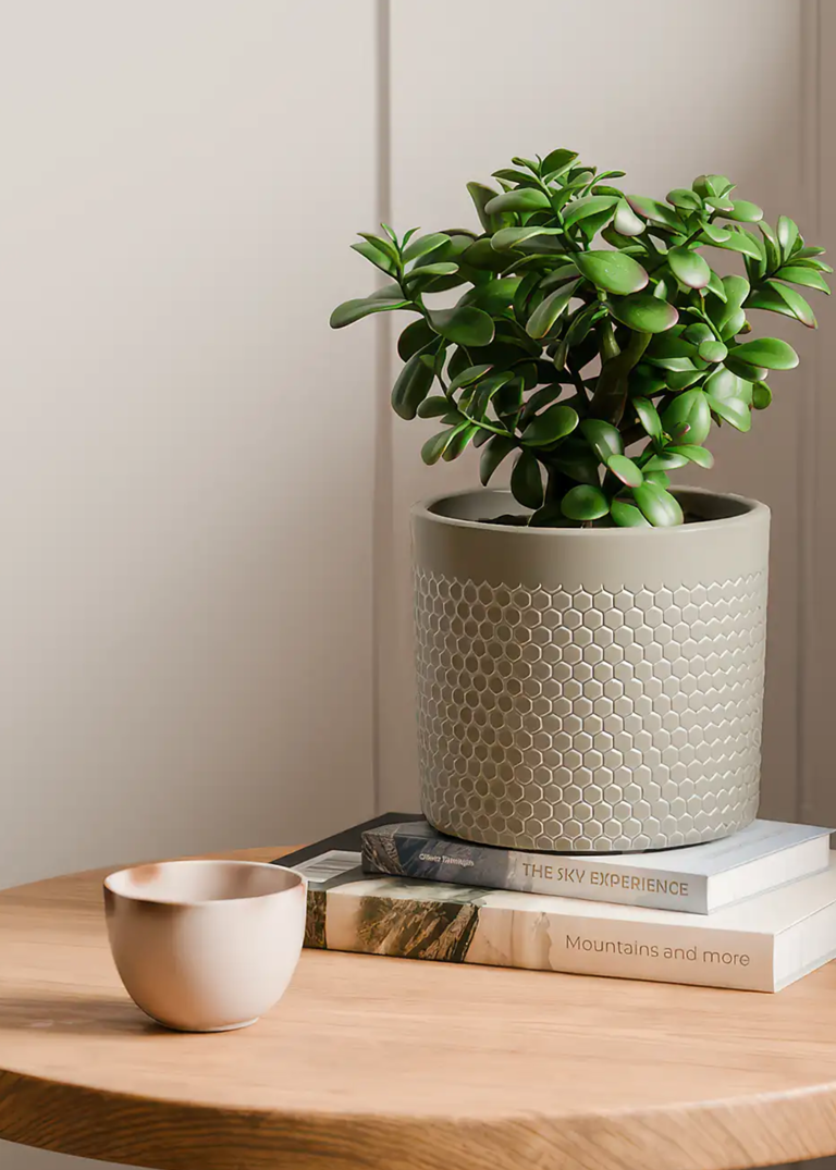 10 Types of Jade Plants That Will Bring Good Vibes to Any Room