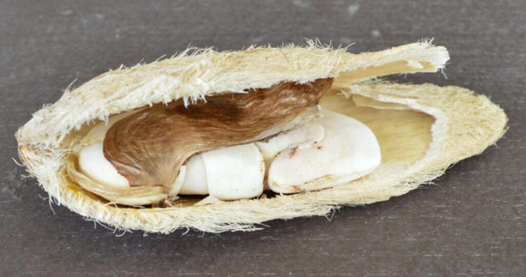 Comment obtenir un manguier à partir d’un simple noyau de mangue