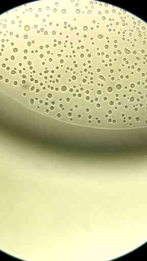 Exploring Tap Water Under the Microscope