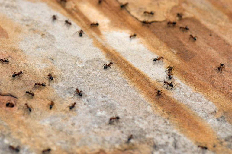 Ants can be kept out of your home using ingredient they can't stand