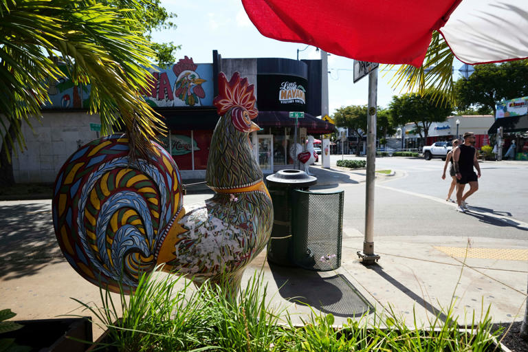 Wild chickens face turf war with bad-tempered peacocks after taking ...