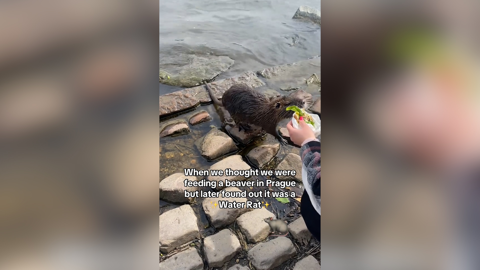 Tourist Thought She Was Feeding A ‘Friendly’ Beaver—Then Discovered The ...