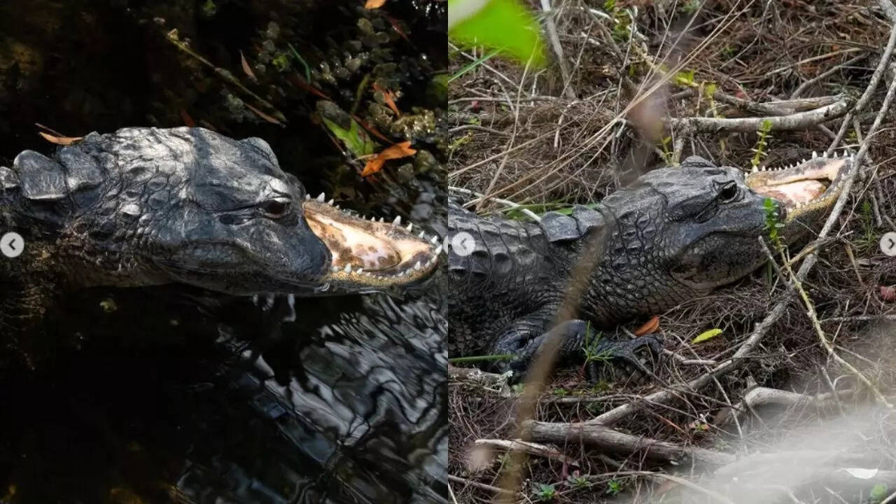 Jawless alligator spotted in Florida Everglades stuns social media ...