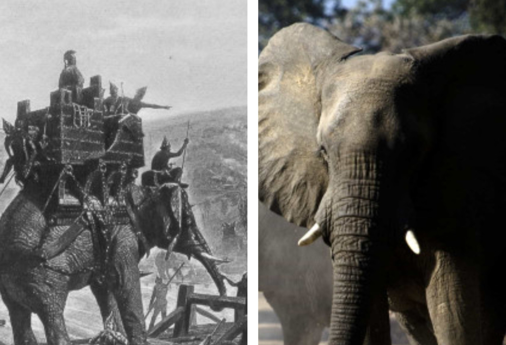 The elephant army of the ancient world