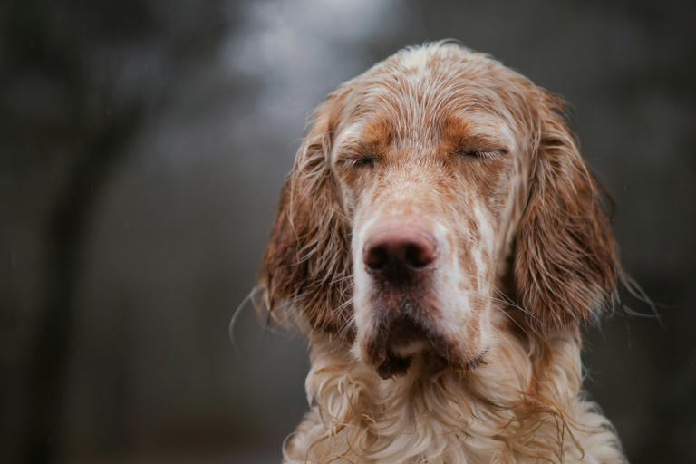 7 Subtle Body Language Signs That Your Dog Is Stressed