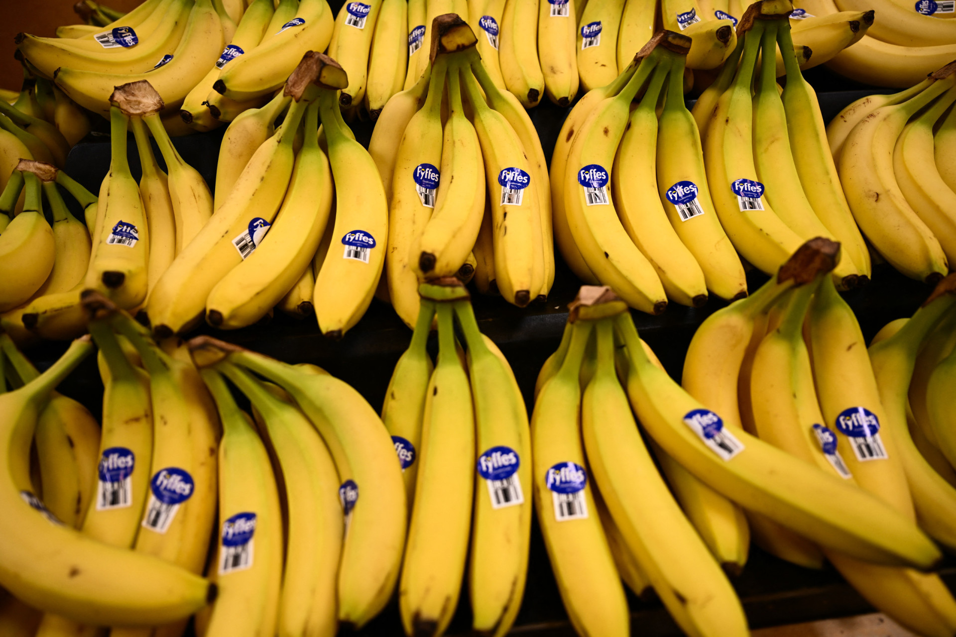 The complex history (and complicated future) of bananas
