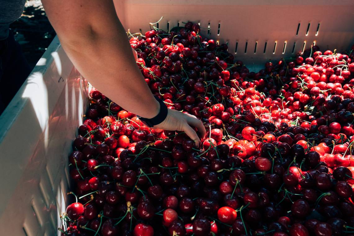 WA cherry growers in for tough times with Trump's tariffs | Opinion