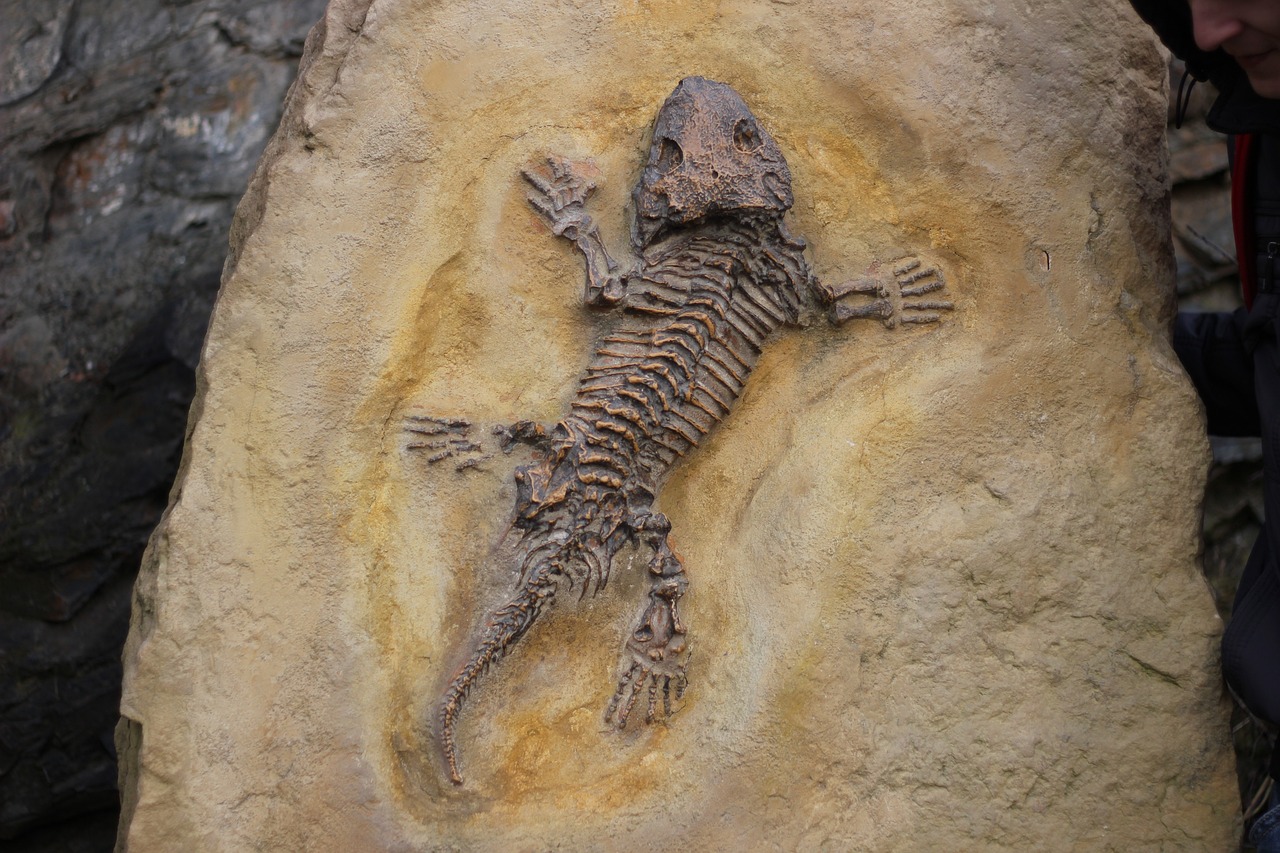 How Scientists Use Dating Techniques on Fossils