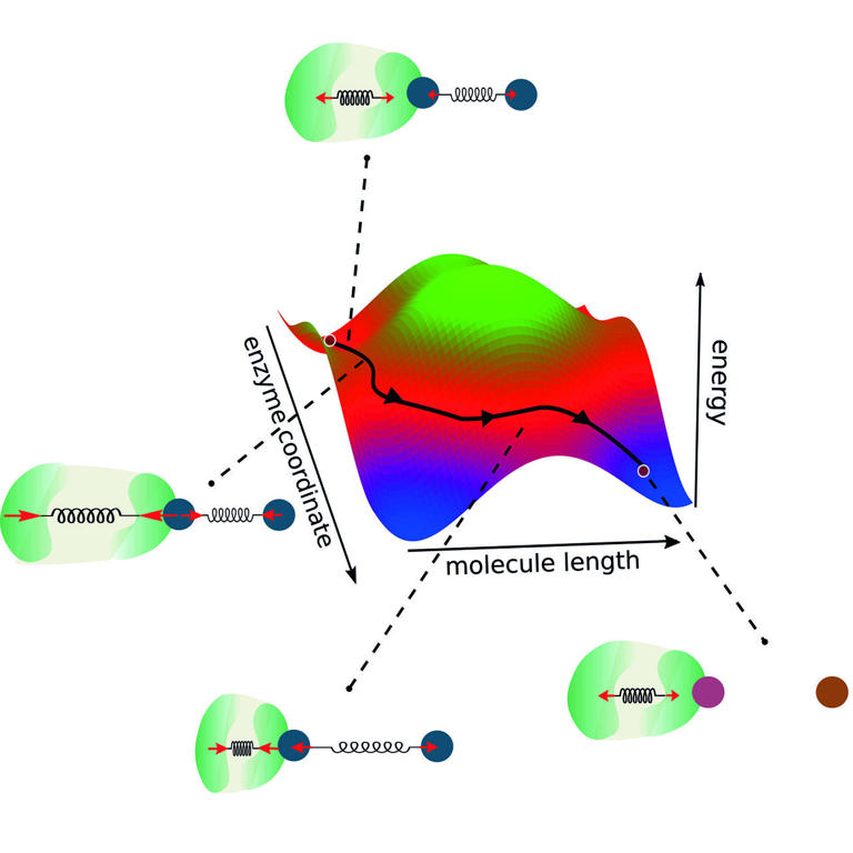 Assembly instructions for enzymes: Universal rules can help to design ...