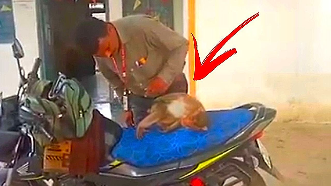 Incredible moment injured monkey walks into clinic in India and shows ...