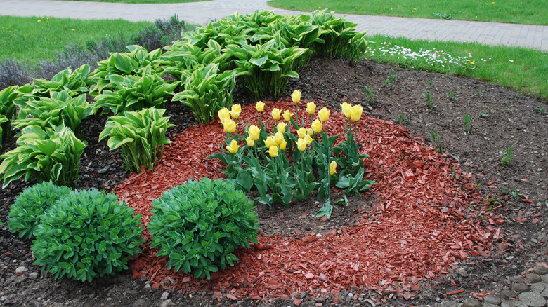 How Safe Is Mulch Dye For Your Plants?