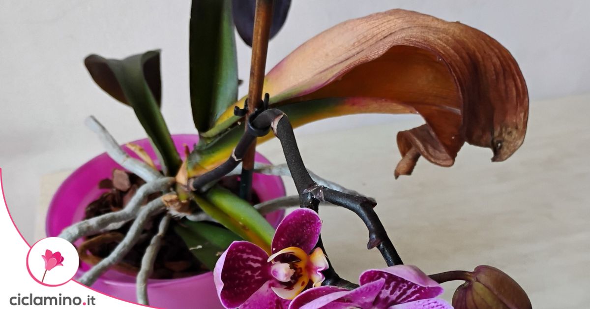 Cosa succede se l’orchidea fa una foglia gialla anche mentre c’è il fiore