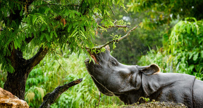Wild Wonders of Kaziranga: 8 Iconic Animals to Spot in Assam's Wildlife ...