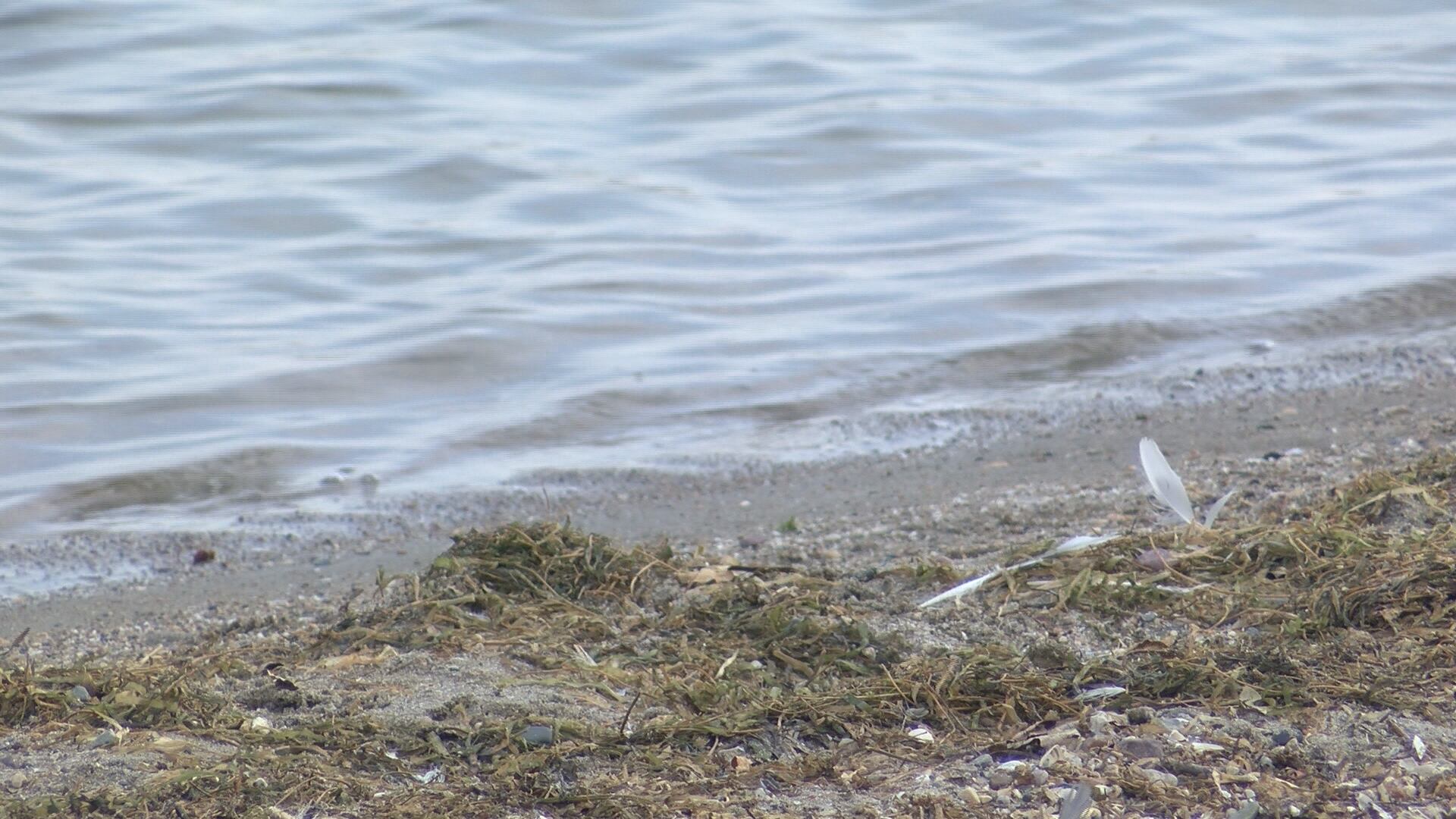 New York launches algae bloom tracker