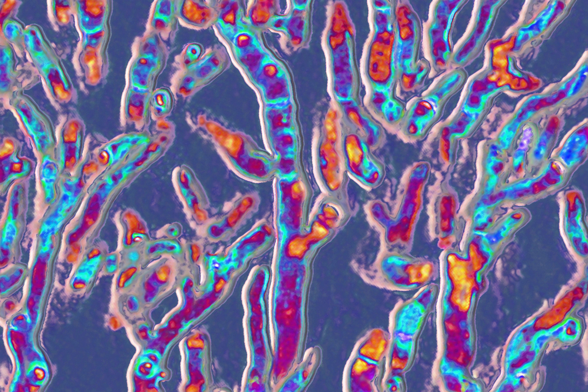 Climat : alerte sur un champignon mangeur de chair