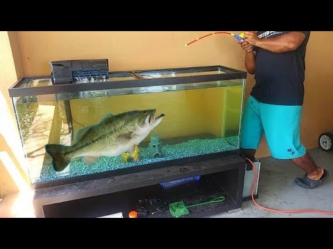 Bass Fishing Inside an Aquarium!?
