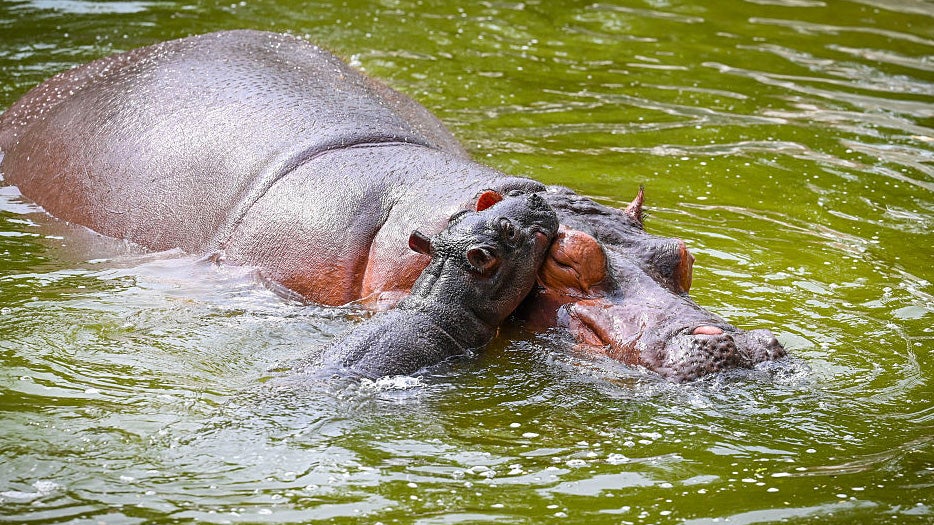 First Hippopotamus Calf In Four Years Born At Delhi Zoo