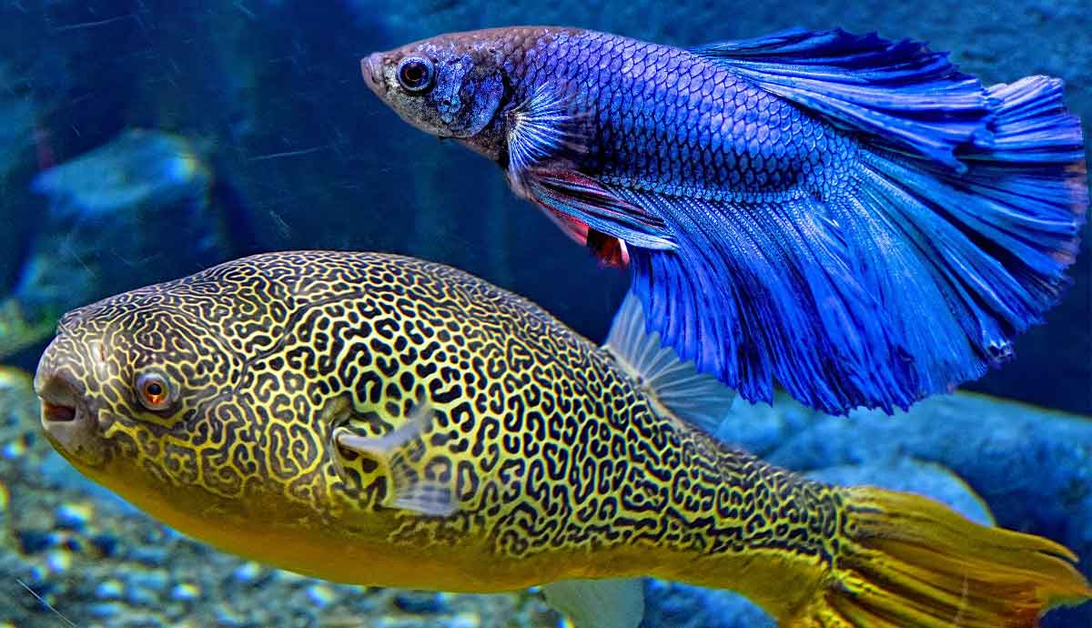 7 Types of Interactive Pet Fish