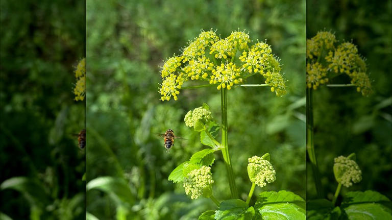 Keep Pests Off Citrus Trees With A Colorful Flower Ladybugs Love
