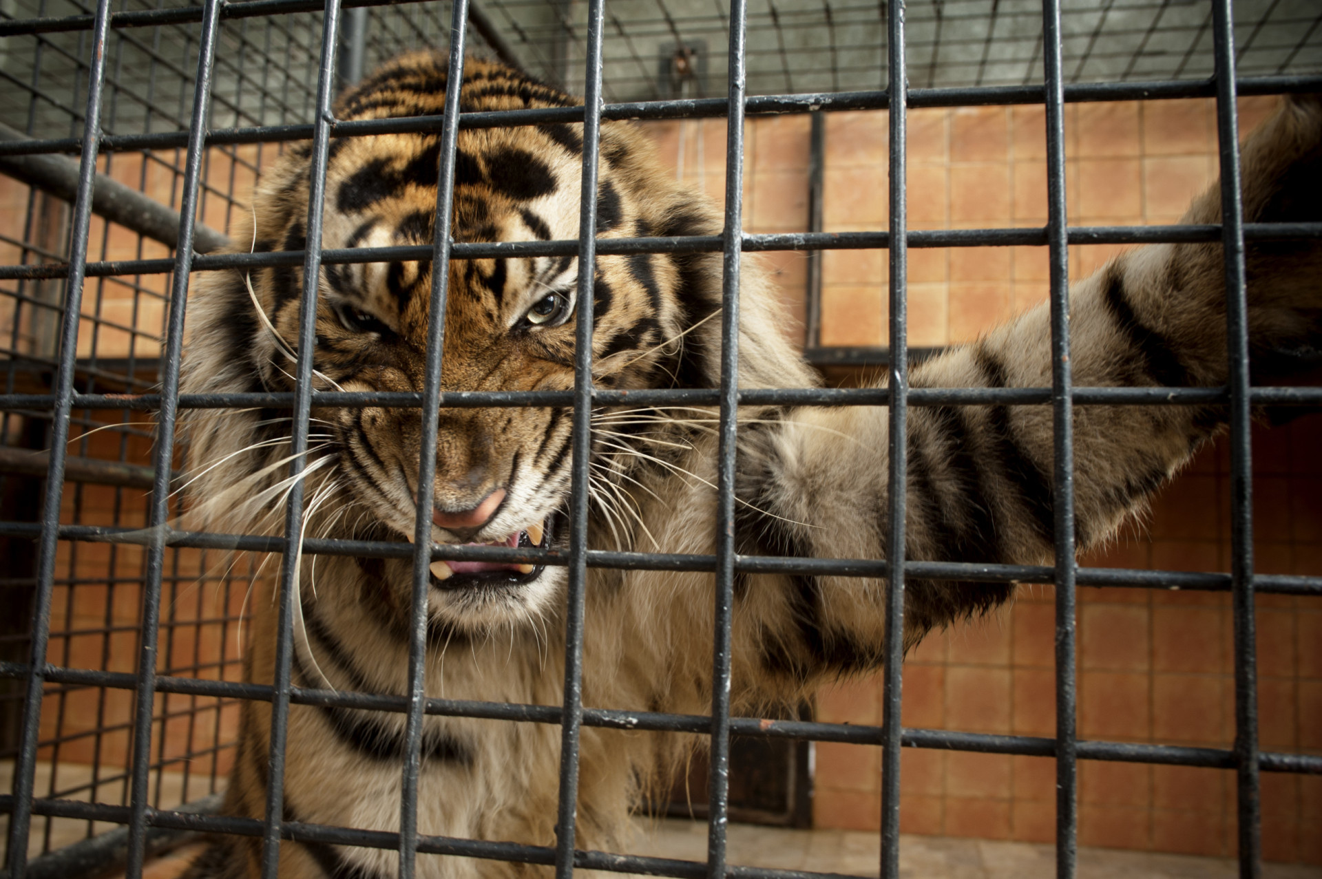 The deadliest zoo attacks in history