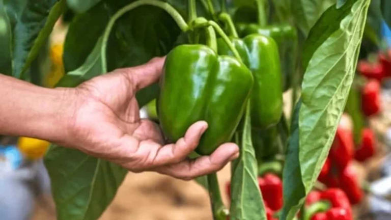 How To Grow Capsicum At Home? Follow These Kitchen Garden Tips