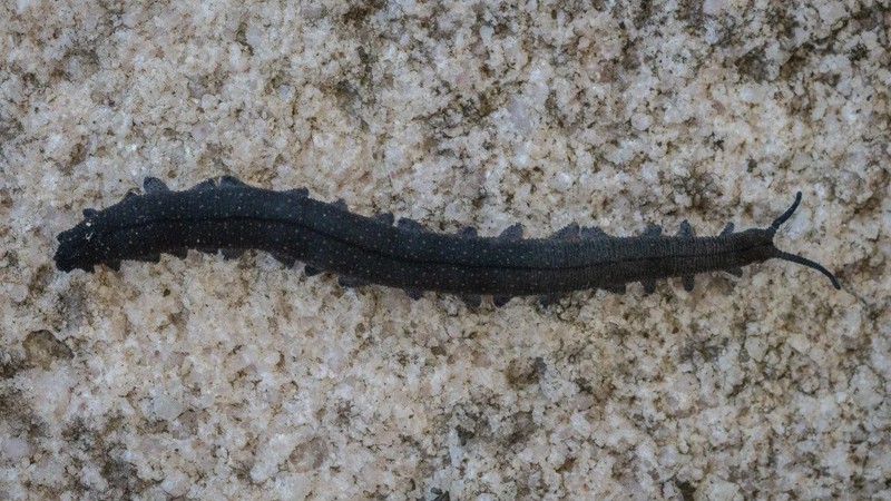Discovering a new Velvet Worm species in the Swartberg Mountains
