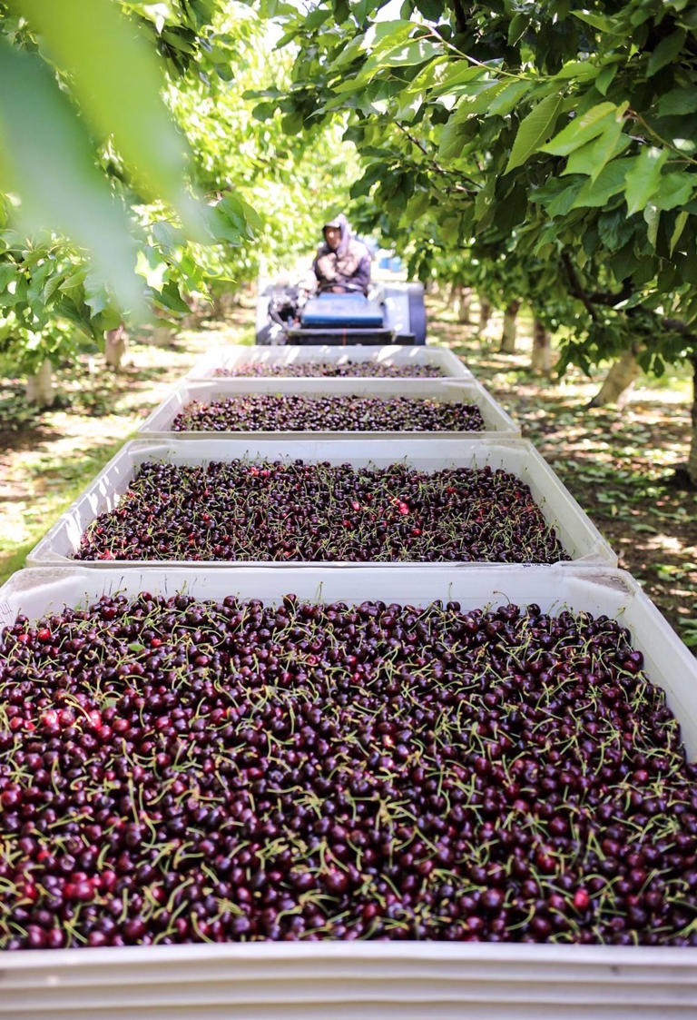 Northwest cherry crop bounces back. But will Trump tariffs sour the gains?