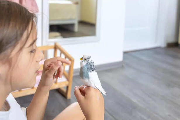 The Little Feathered Mystery: How to Identify a Baby Bird and Know If ...