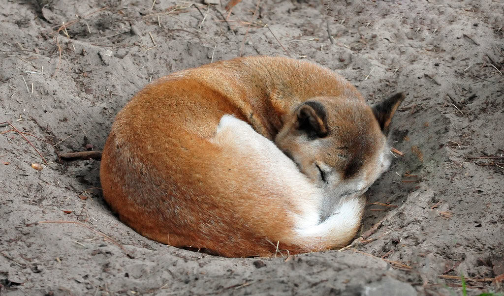 Why Dogs Spin in Circles Before Lying Down