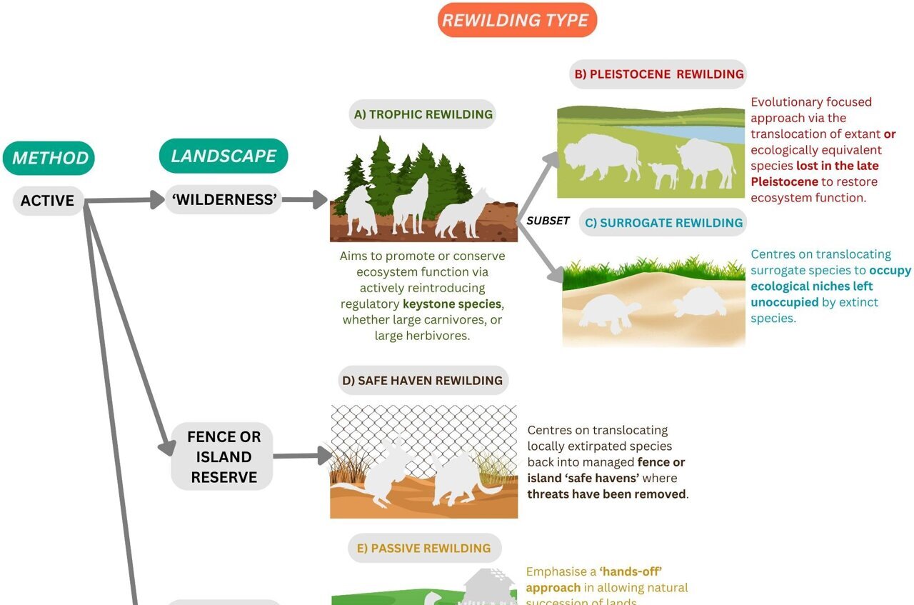 Urban rewilding brings animal species back to city patches, boosting ...