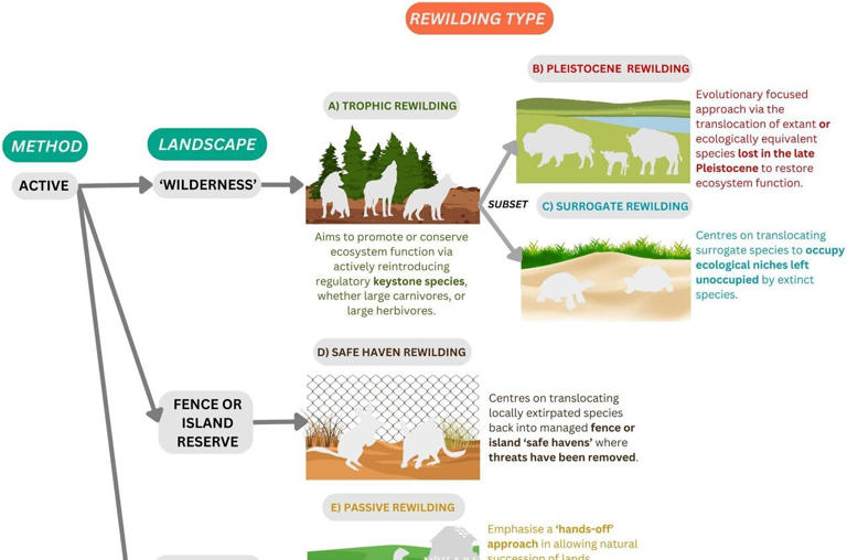 Urban rewilding brings animal species back to city patches, boosting ...