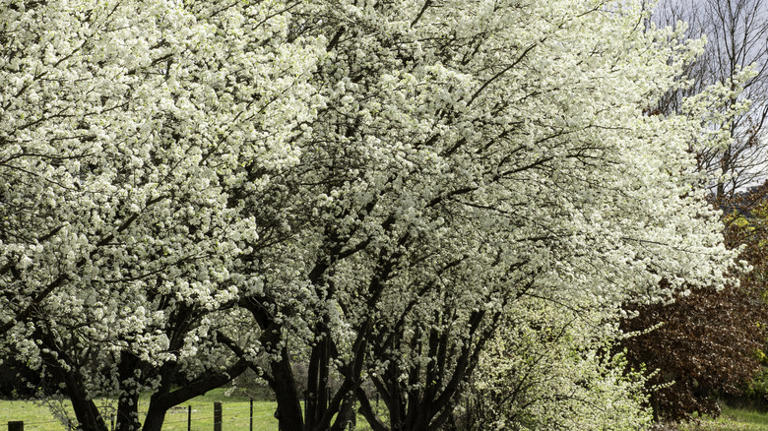 Eight Fruit Trees You Should Rethink Growing And Eight You Should Try ...