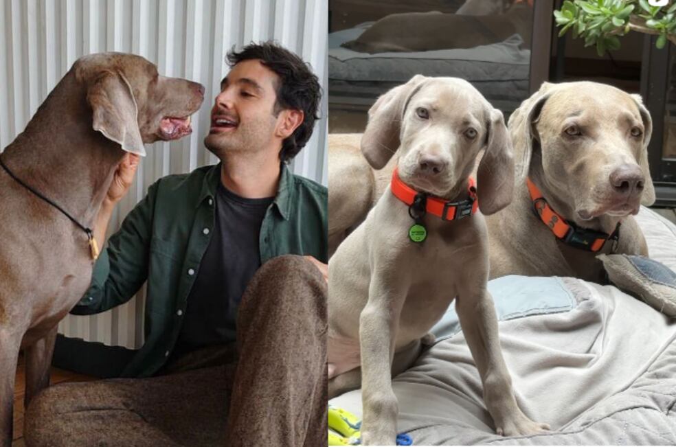 Gio, el nuevo compañero de Luca, dejó de caminar: José Luis Uribe cuenta por qué