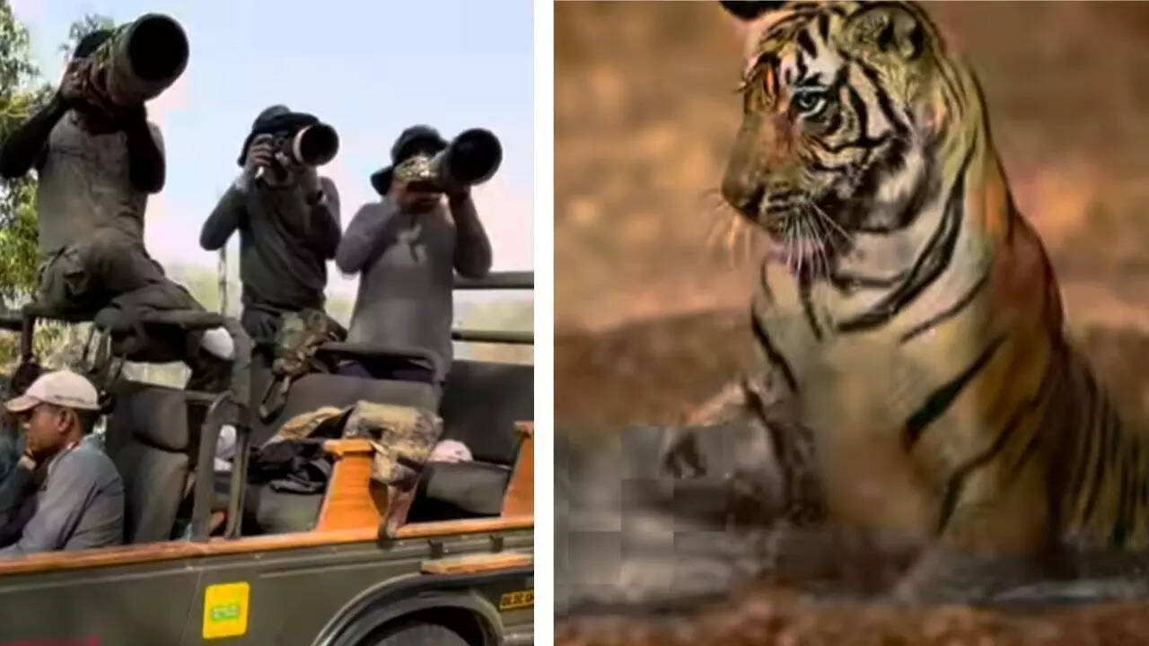 Watch: Tigress Riddhi once again steals the show– this time with a ...