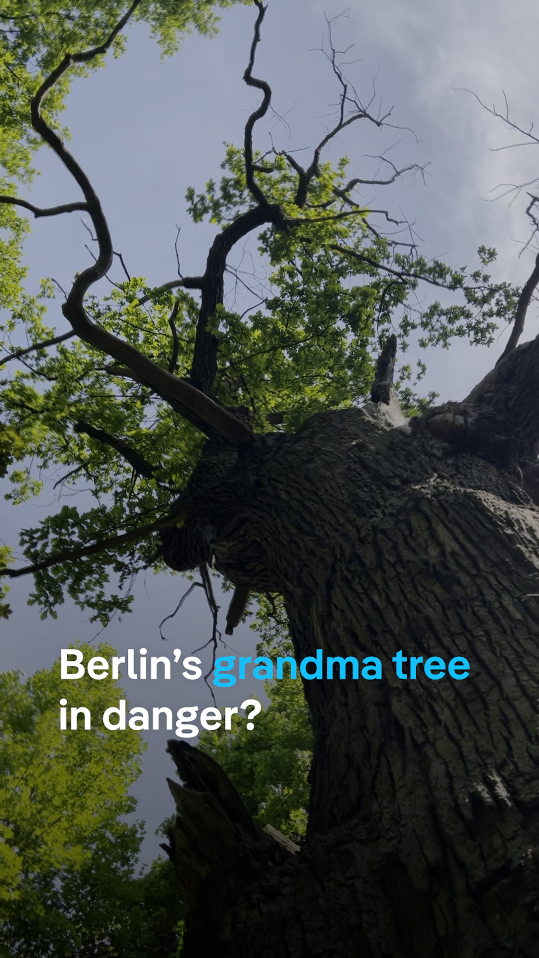 Berlin’s oldest tree is drying out