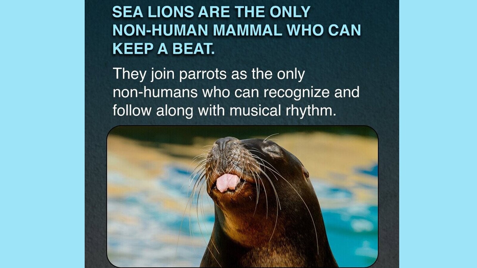 42 Bits of Trivia About Animals We Can't Help But Love