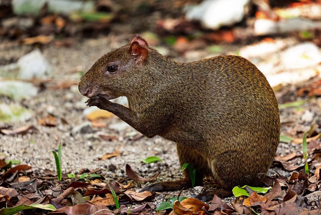 Move over capybara, this thicc rainforest rat is here to steal your crown