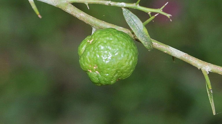 10 Types Of Lime, Explained