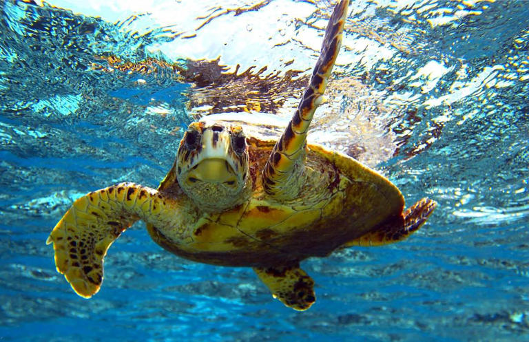Where to swim with turtles in Hawaii (2026 expert guide)