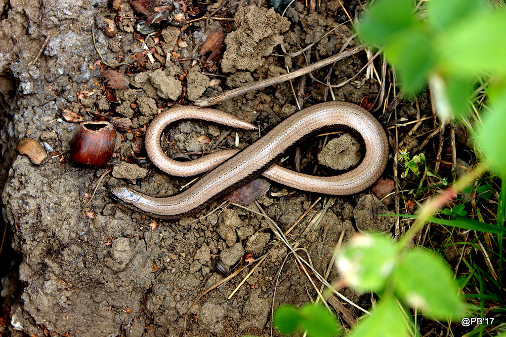 The Slow Worm Isn’t a Worm — Or a Snake — But It’s an Evolutionary Wonder