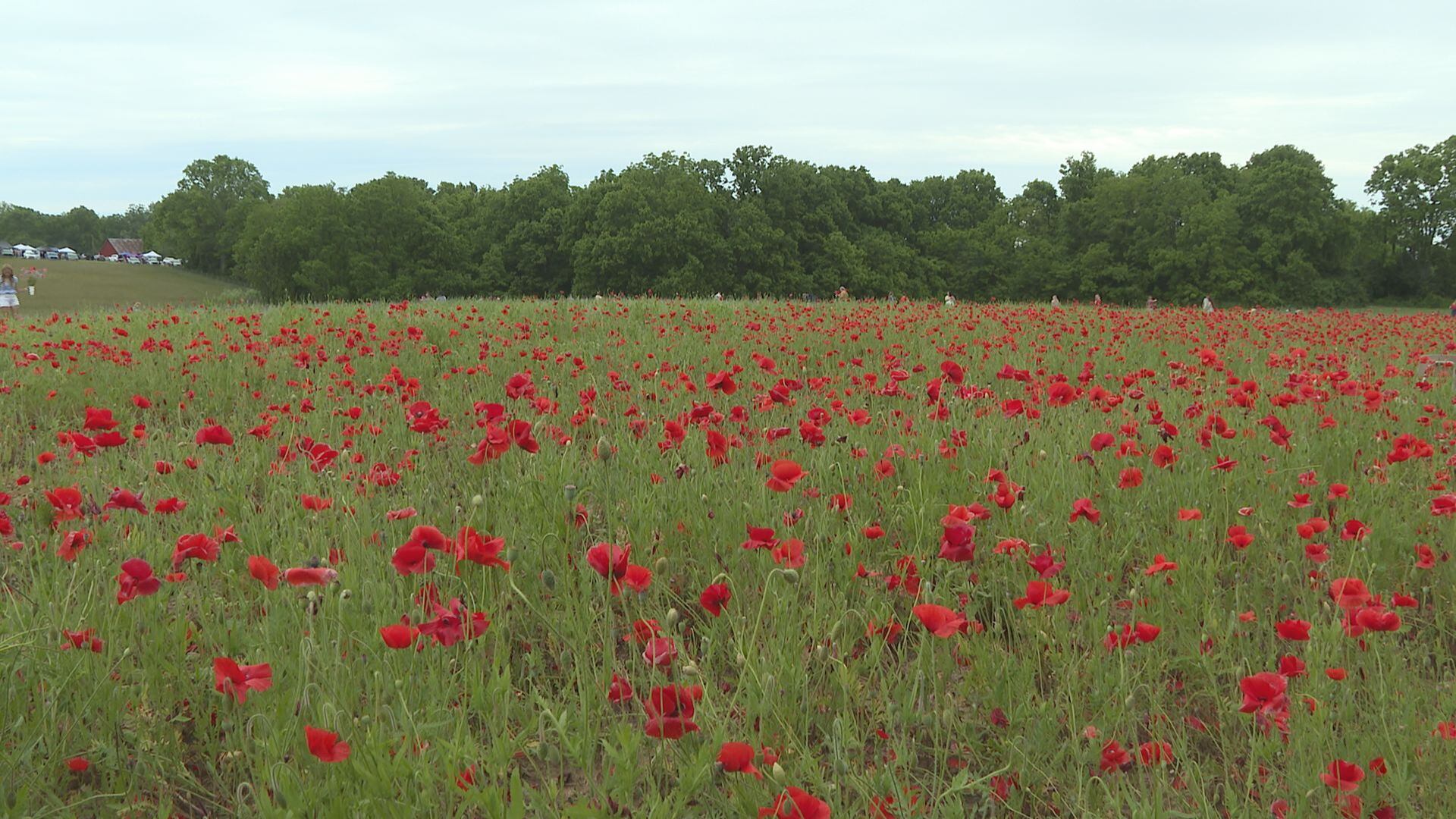 Poppy Festival honors veterans for Memorial Day Weekend