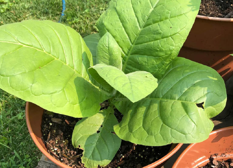 Cómo cultivar tabaco en casa: Guía completa, legalidad, pasos y cuidados