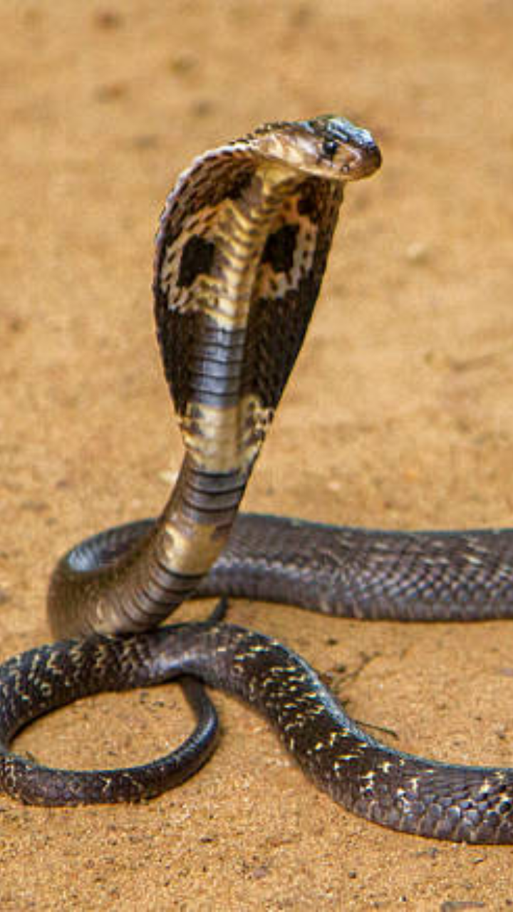10 types of snakes found in India
