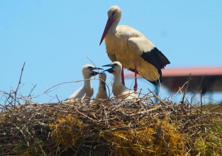Aydın’da leylek sayımları tamamlandı