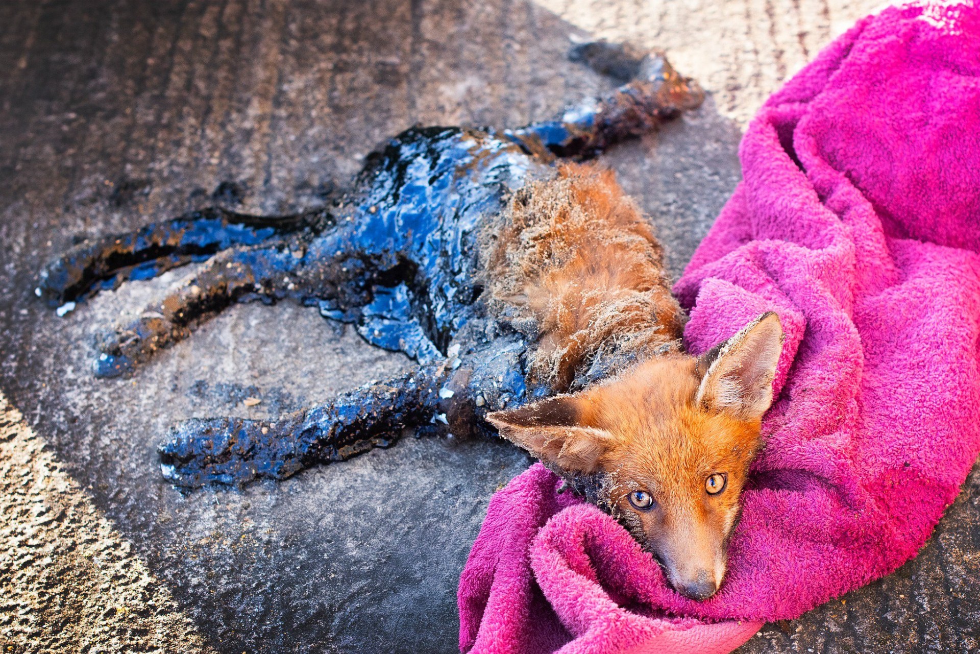 Fox left screaming for hours after becoming submerged and stuck in ...