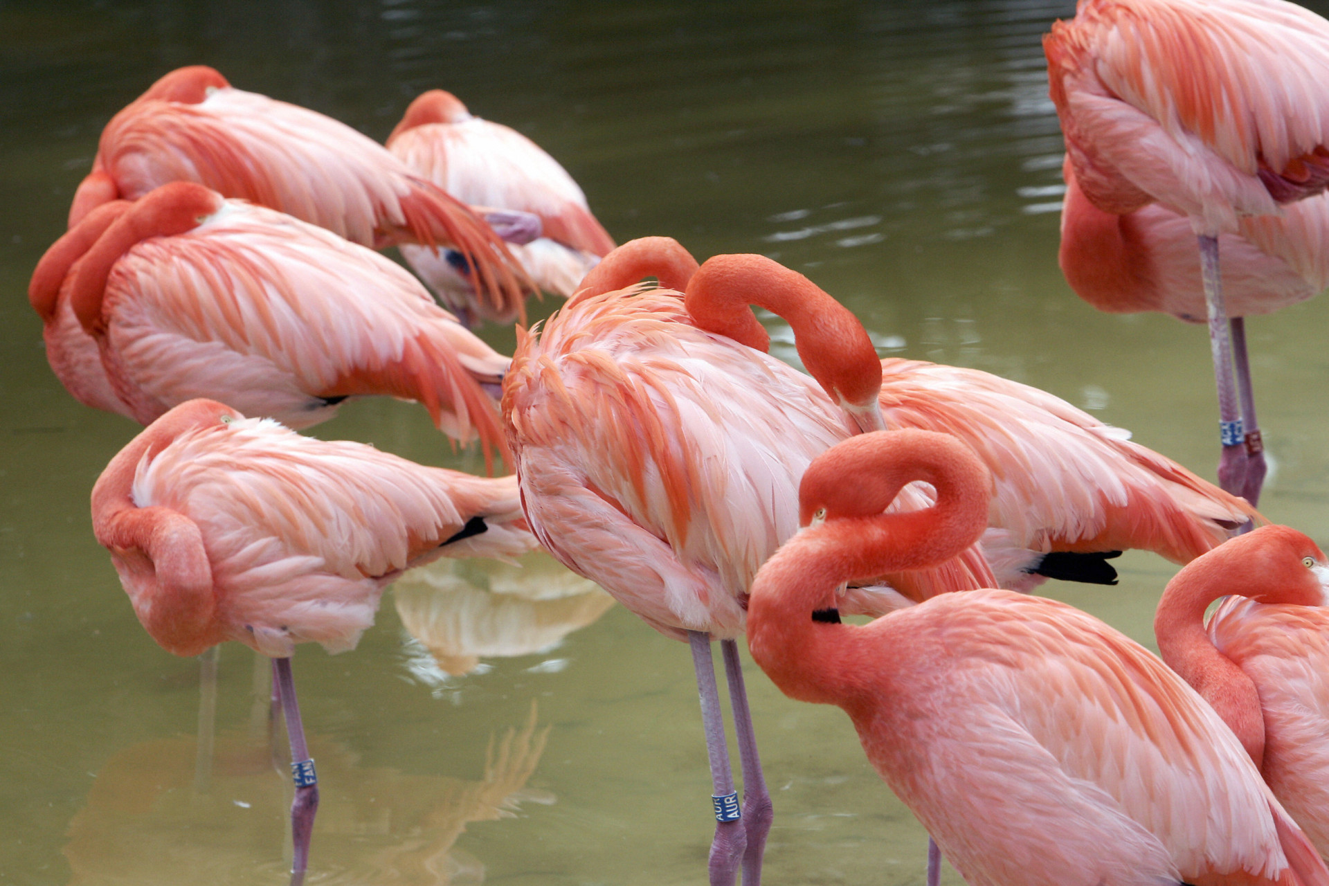 The surprising world of pink animals