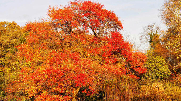 Eight Fruit Trees You Should Rethink Growing And Eight You Should Try ...