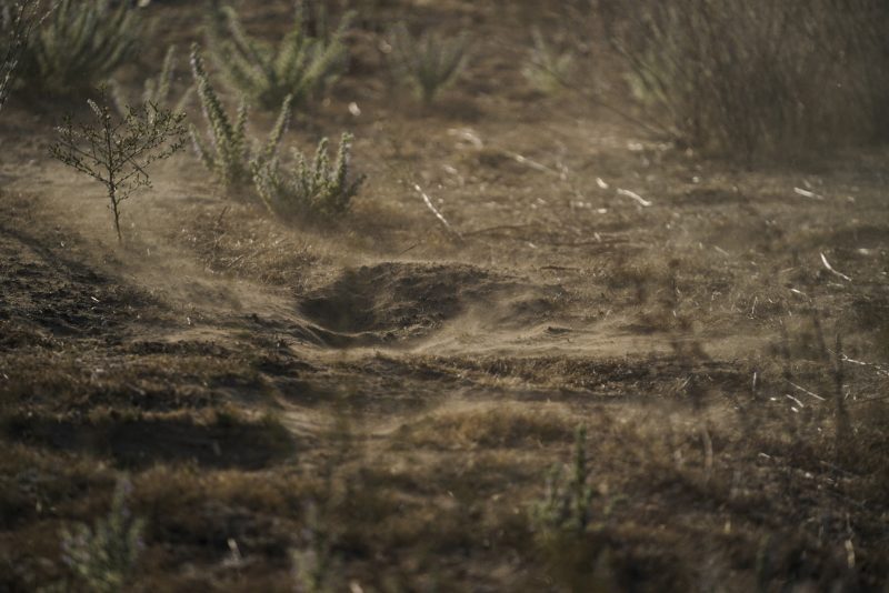 Soil fungus found in at least 12 states can lead to lung infections ...